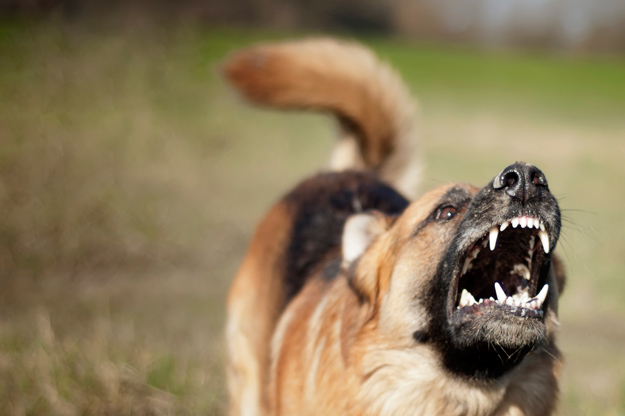 Cours en ligne Module 2 : Agression et agressivité chez le chien ...